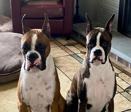 Nueve's Favorite "Holly Day" Card - The Stampin' Schach